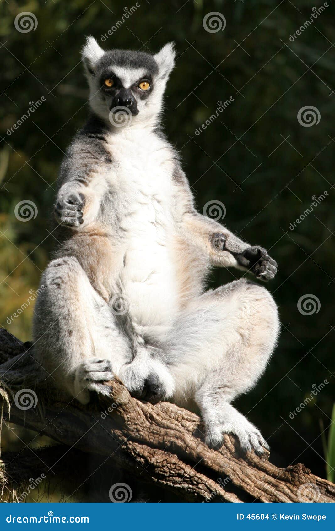 Sunbathing stock photo. Image of wild, animal, cudly, exotic - 45604