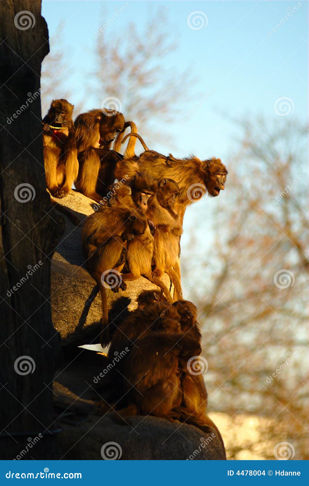 Sunbathing Apes stock photo. Image of mammals, group, nature - 4478004
