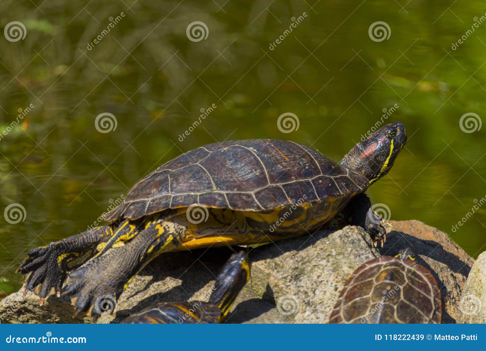 Sunbathing turtle stock image. Image of coral, island - 118222439