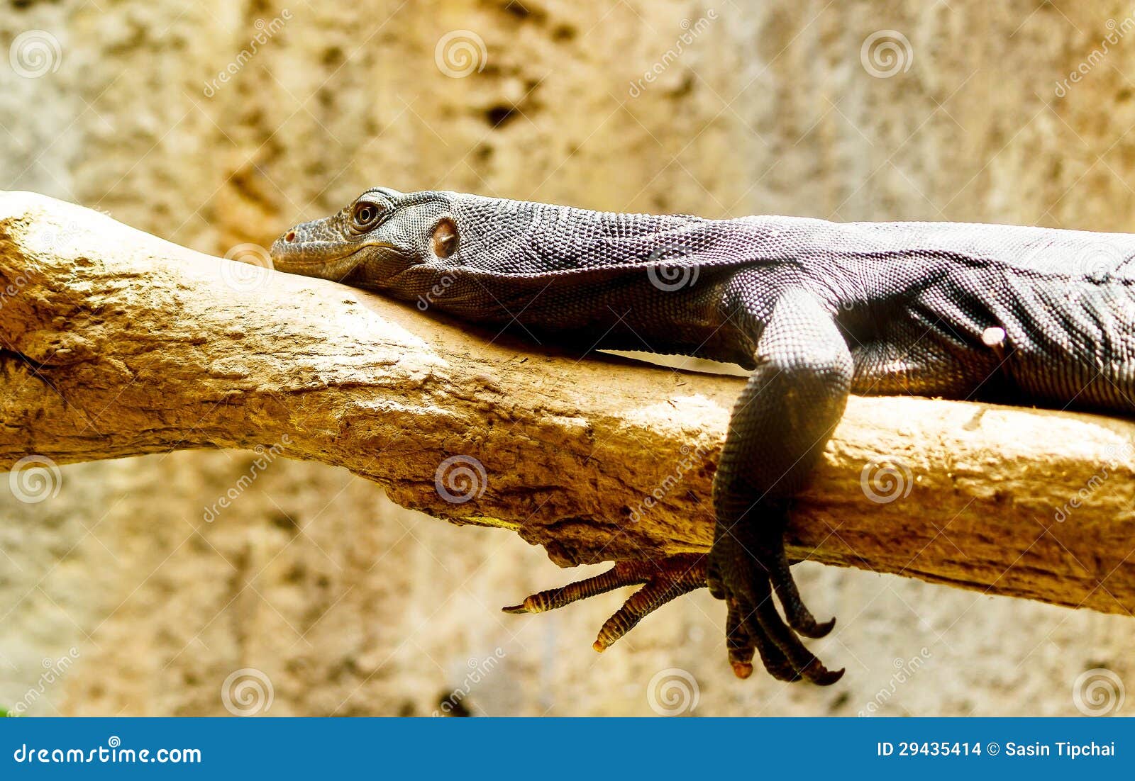Sunbathing black lizard stock photo. Image of branch - 29435414
