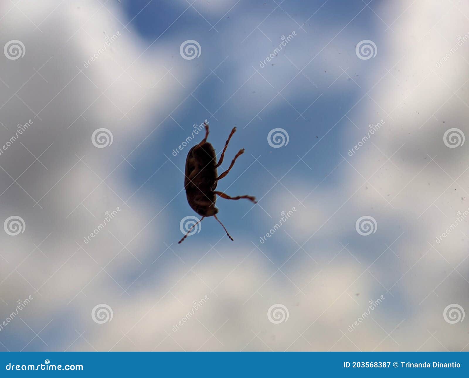 Sunbathing Bug Under the Sun Light Stock Image - Image of sunbathing ...