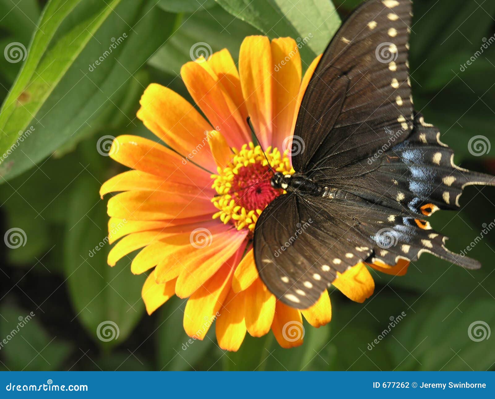 Sunbathing Butterfly stock photo. Image of butterfly, insect - 677262