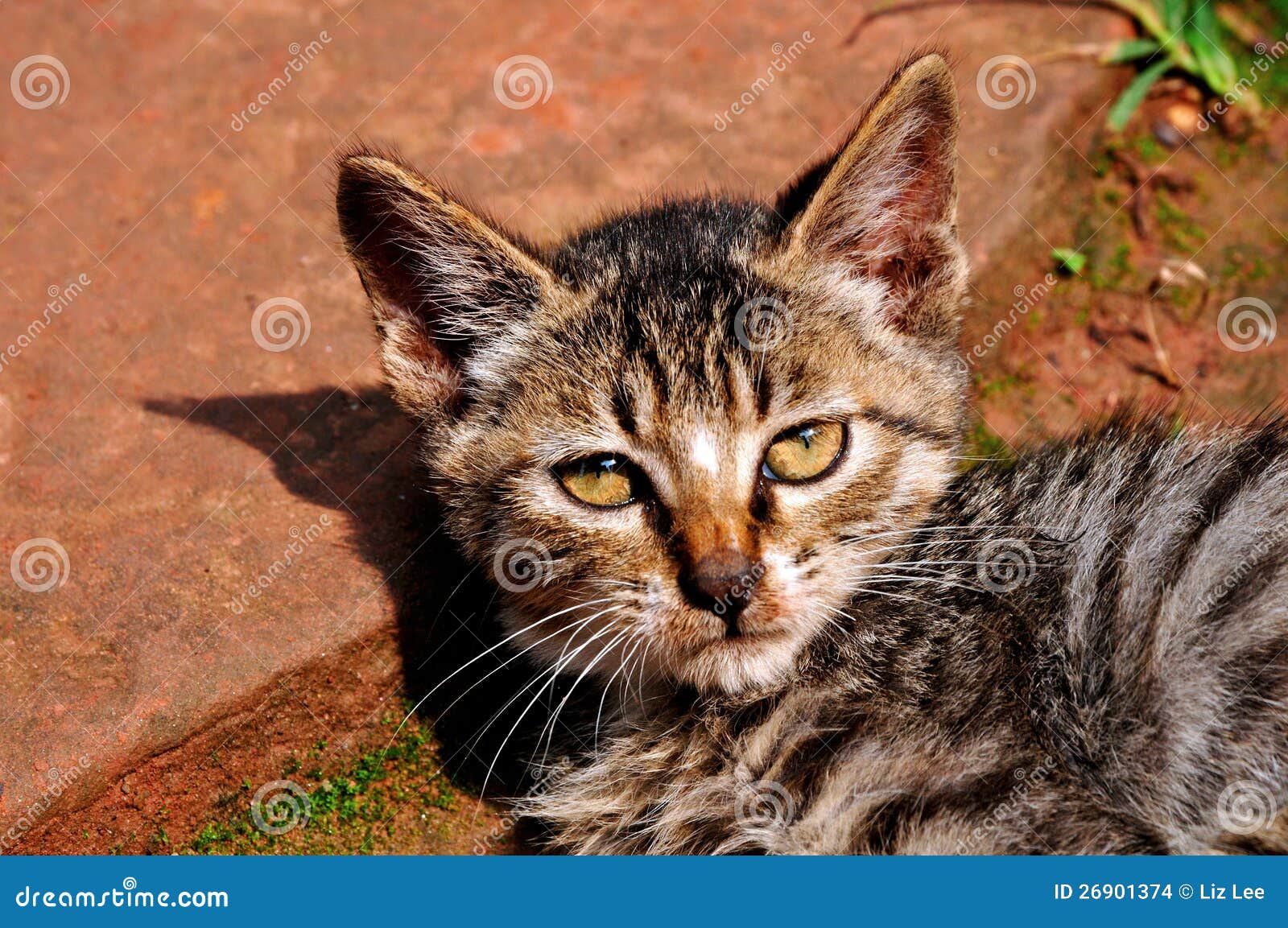 Sunbathing Cat stock photo. Image of lazy, playground - 26901374