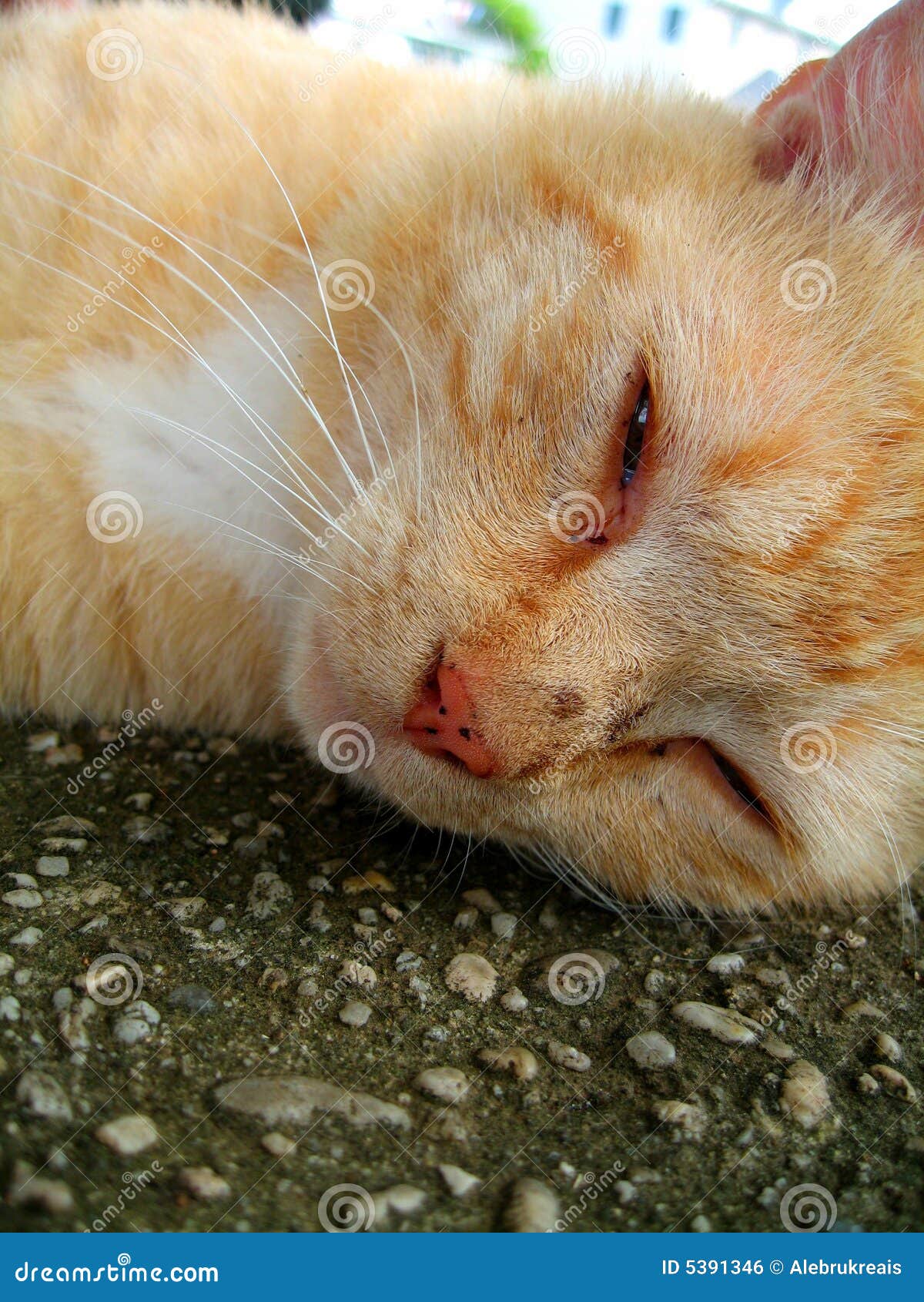 Sunbathing Cat Picture. Image: 5391346