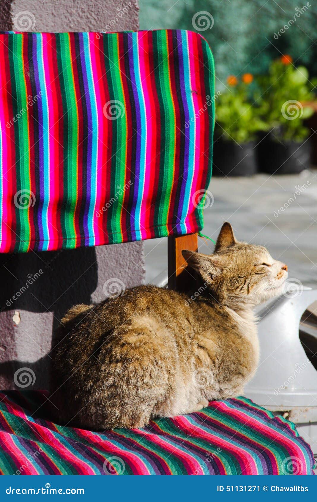 Sunbathing cat stock image. Image of chillout, time, activities - 51131271