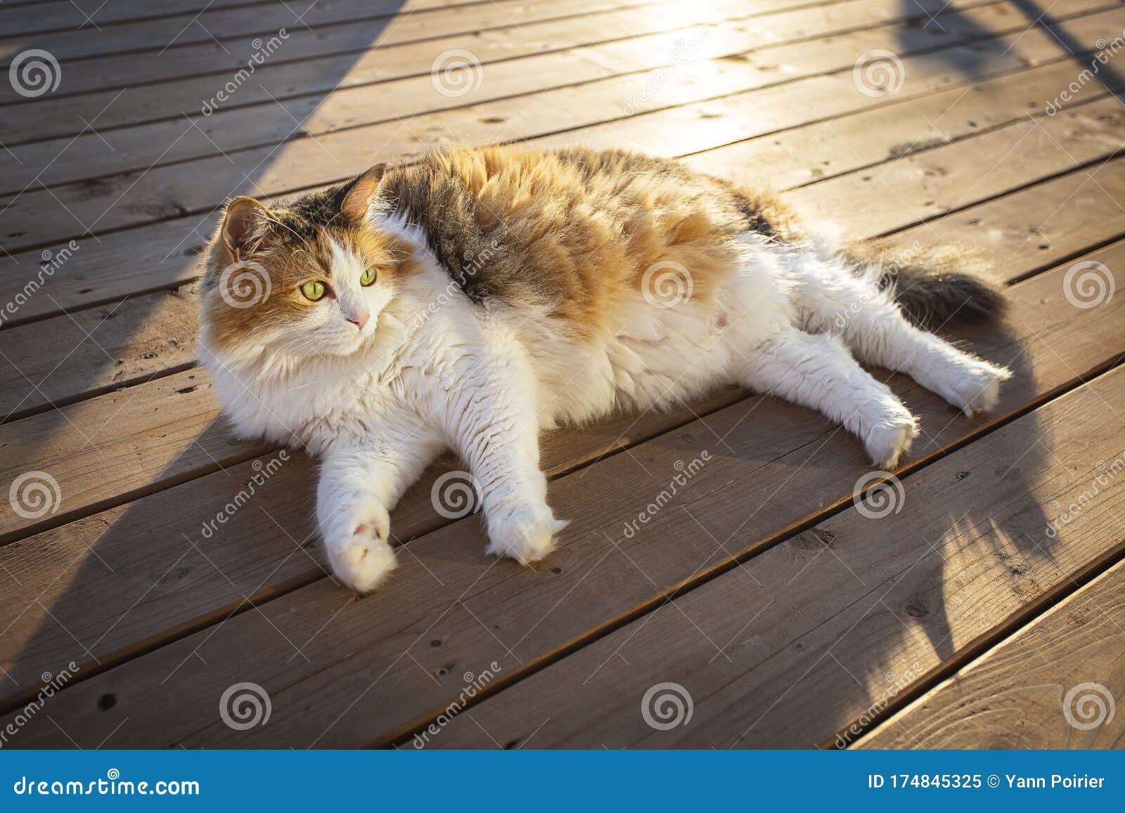 Sunbathing cat on deck stock image. Image of deck, sunshine - 174845325