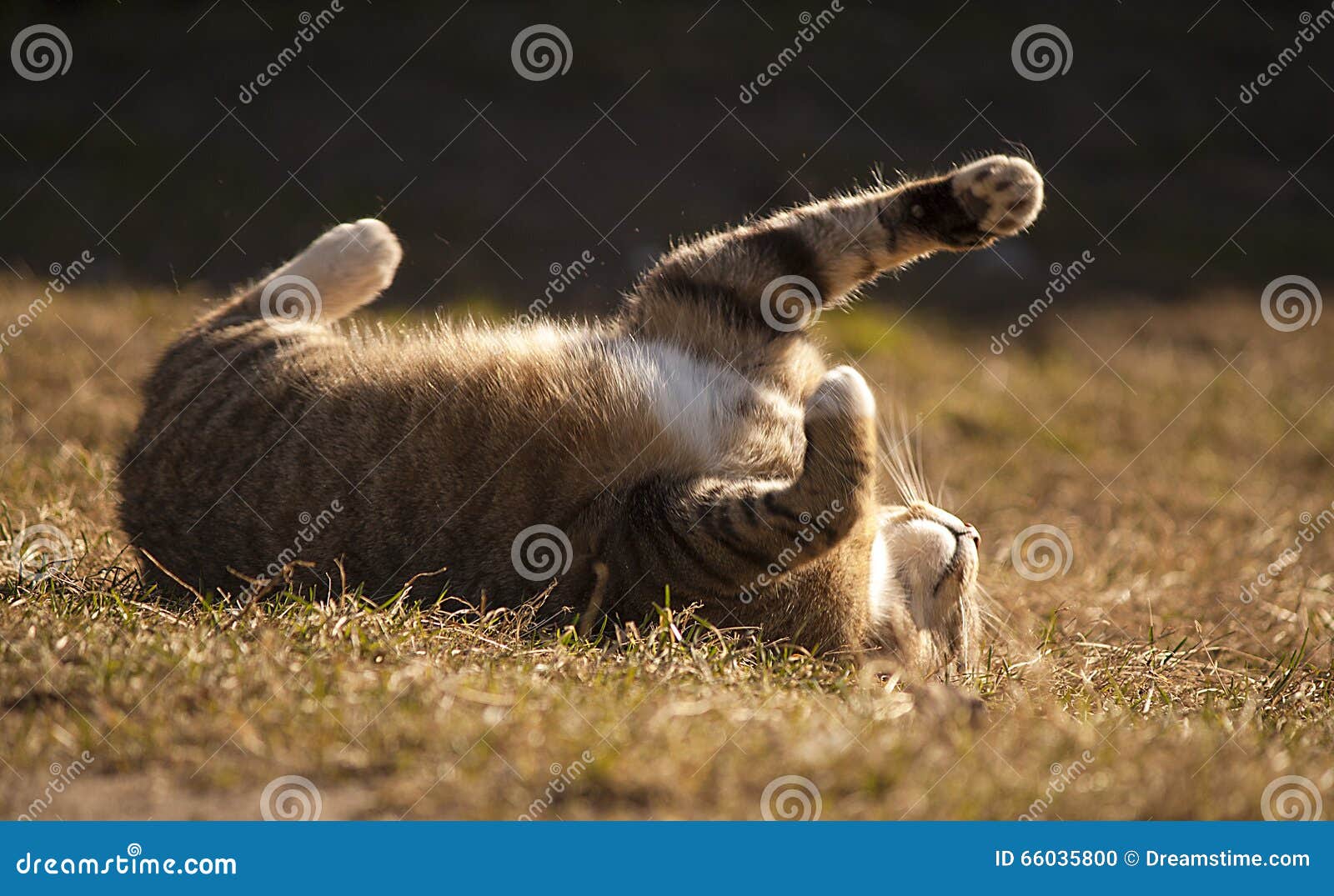 Sunbathing cat stock photo. Image of afternoon, mammals - 66035800