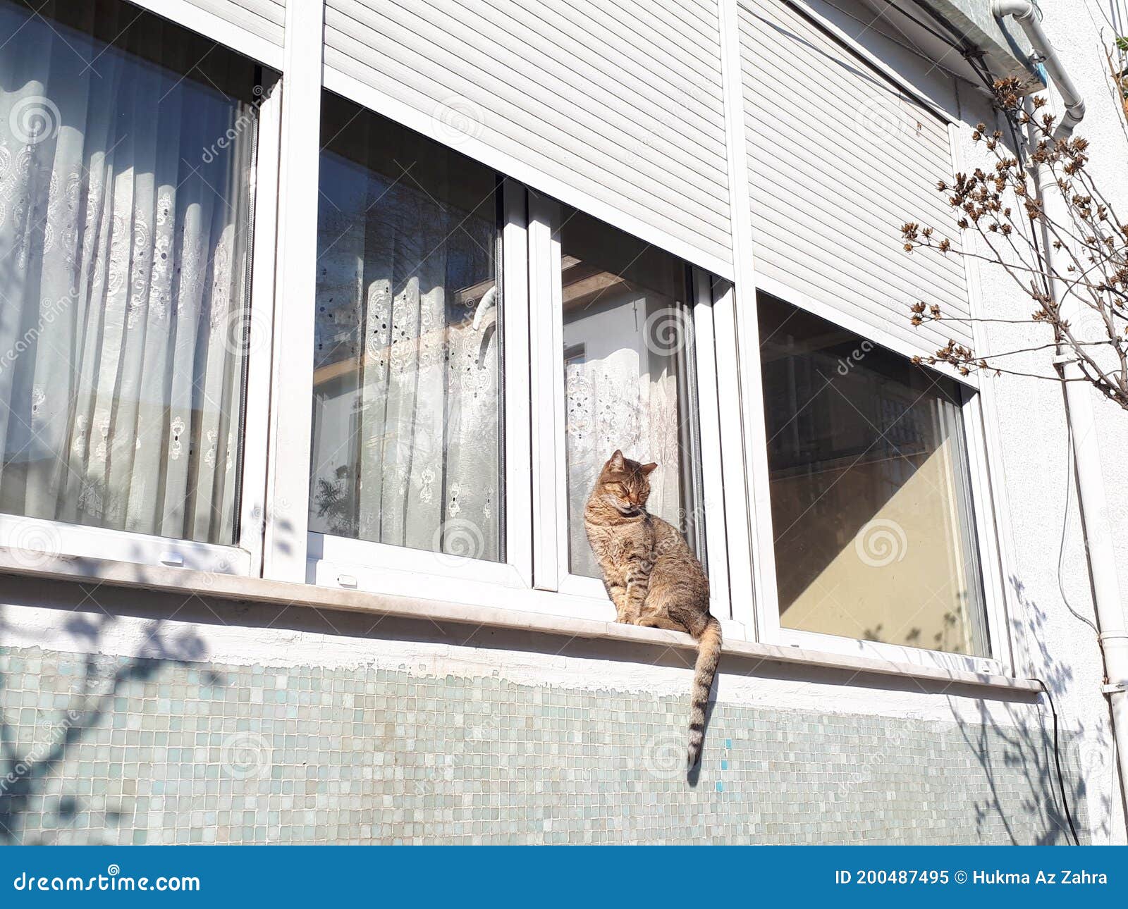 Sunbathing Cat in the Morning Stock Image - Image of sunlight, warm ...