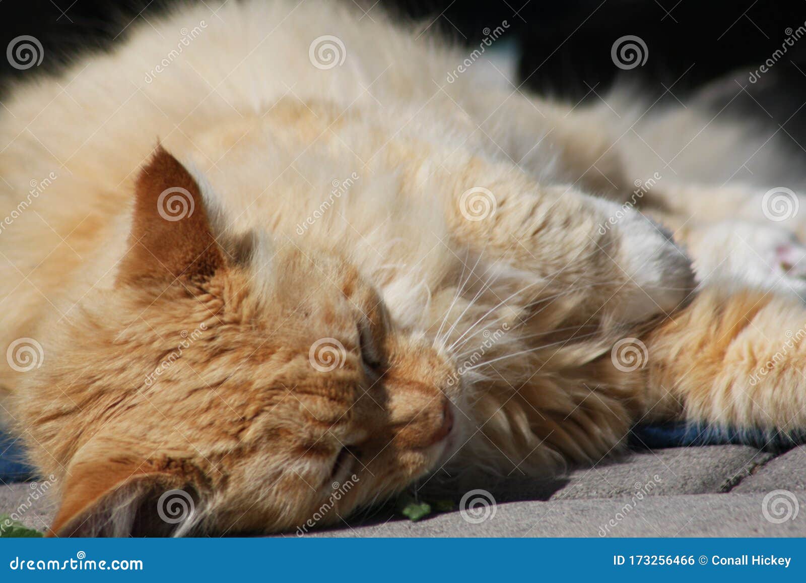 Sunbathing Cat on Pavement stock photo. Image of happy - 173256466