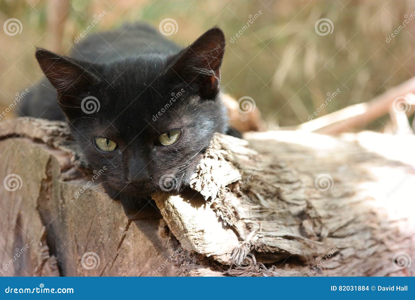 Sunbathing Cat stock photo. Image of tree, sunlight, feline - 82031884