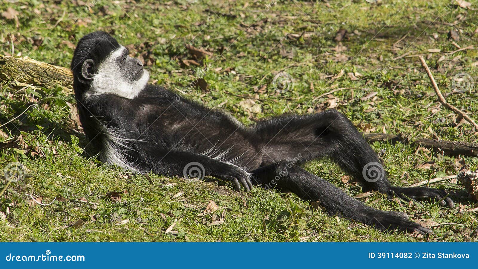 Sunbathing Colobus monkey stock photo. Image of nature - 39114082