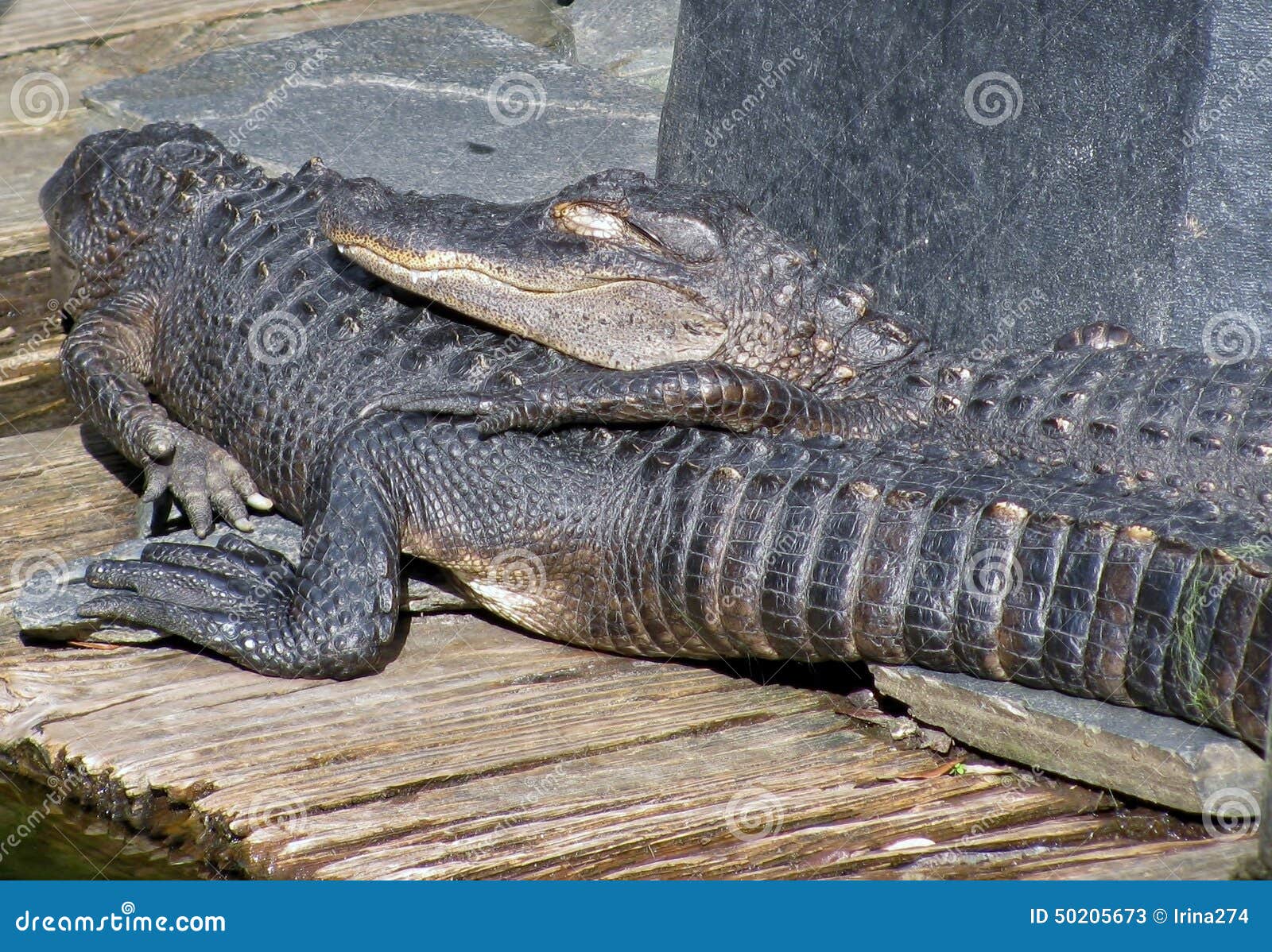 Sunbathing Couple of Alligators Stock Image - Image of crocodile ...