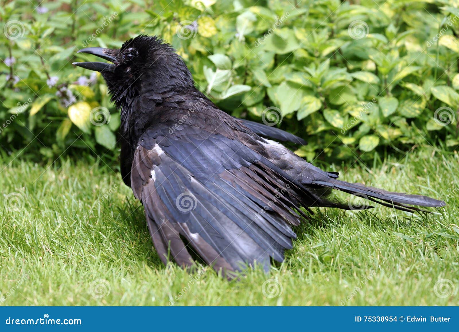 Sunbathing crow stock photo. Image of closeup, bird, corone - 75338954