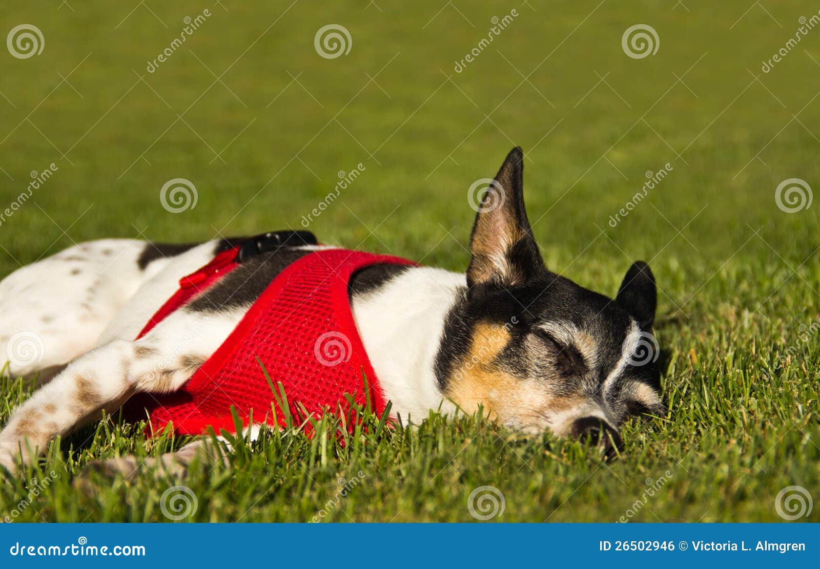 Sunbathing Dog stock photo. Image of grass, eyes, nose - 26502946