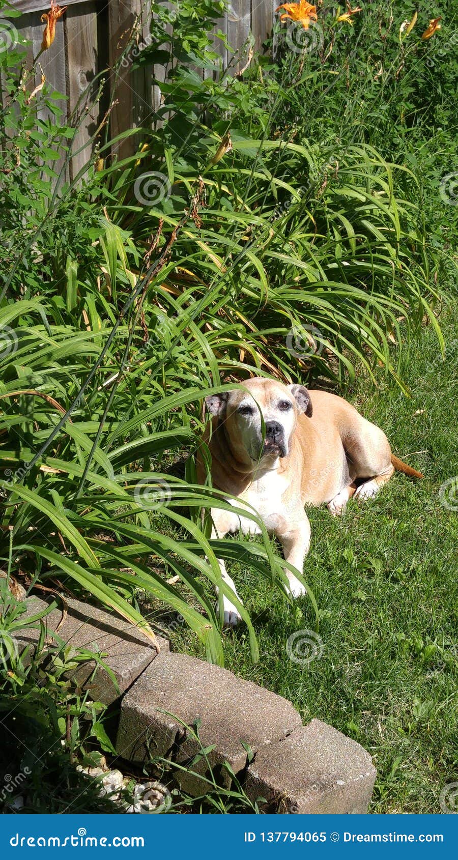 Sunbathing dog stock image. Image of summer, furry, lazy - 137794065