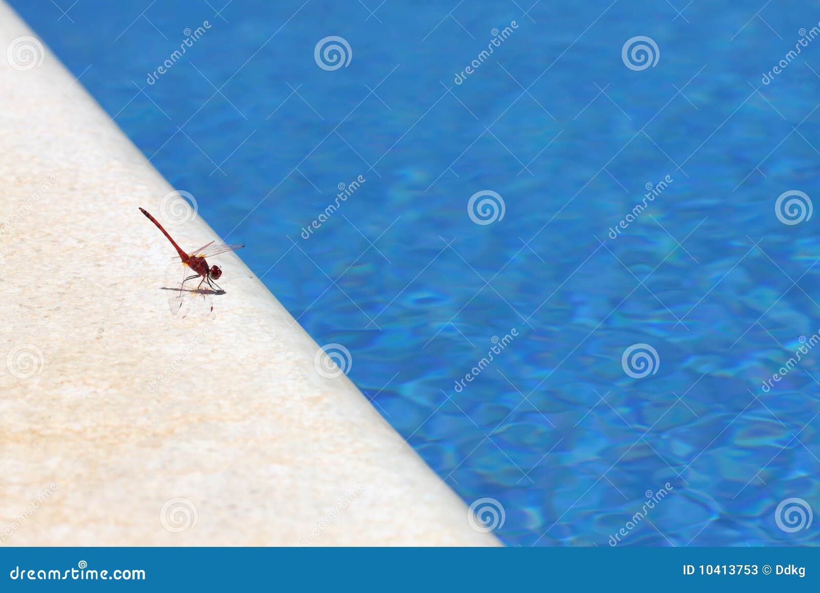Sunbathing Dragonfly stock image. Image of blue, pool - 10413753