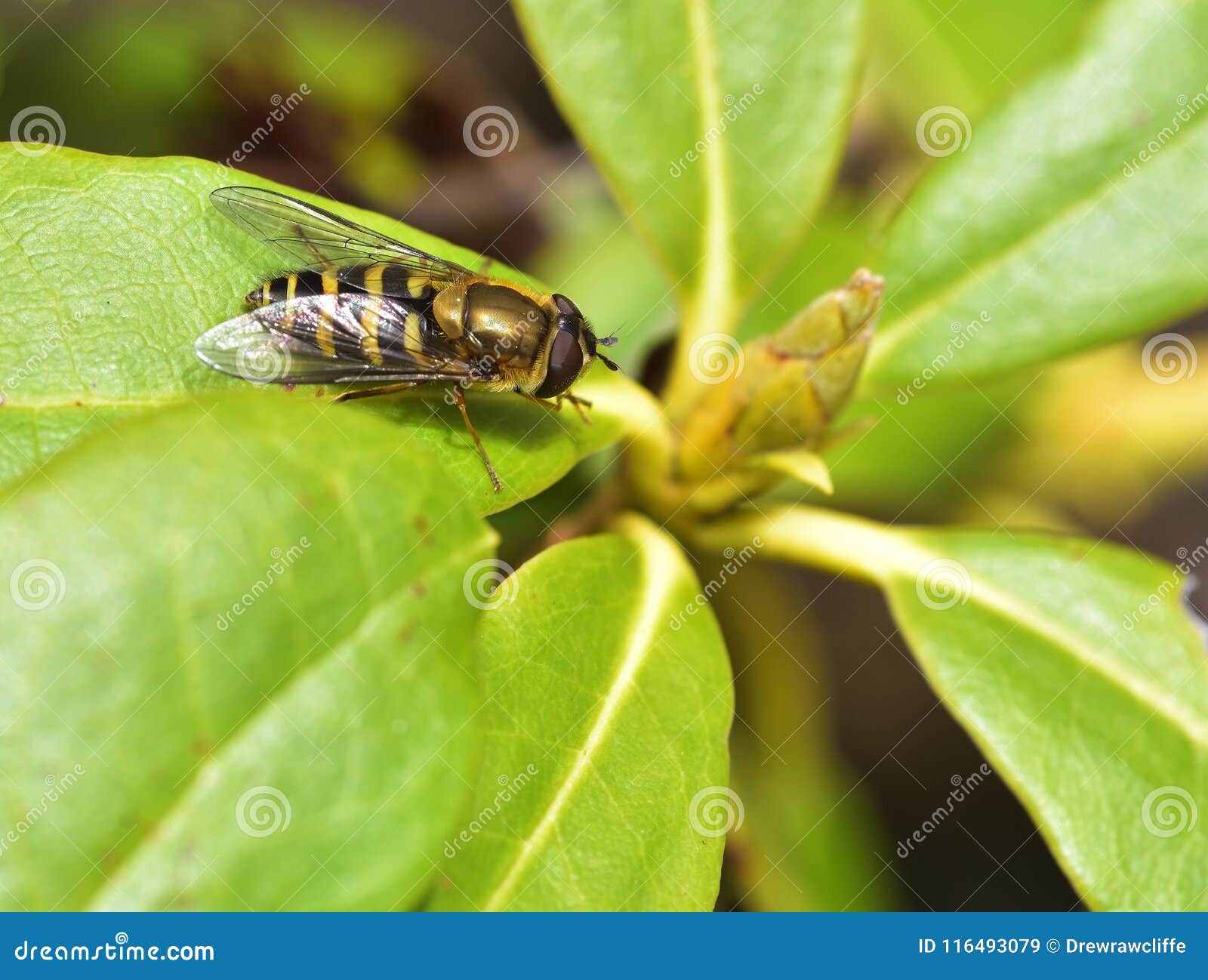 Sunbathing Drone Fly stock image. Image of solitary - 116493079