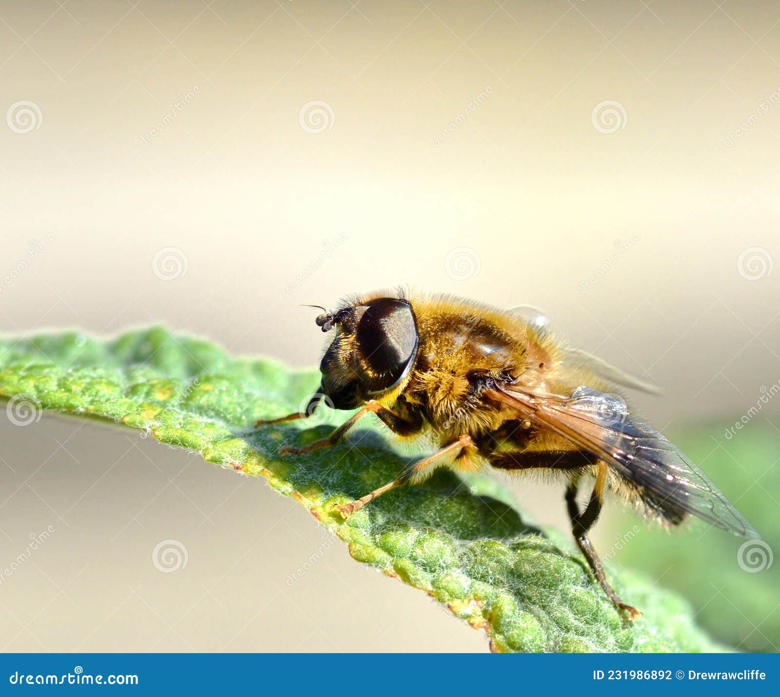 Sunbathing Dronefly stock photo. Image of hymenoptera - 231986892