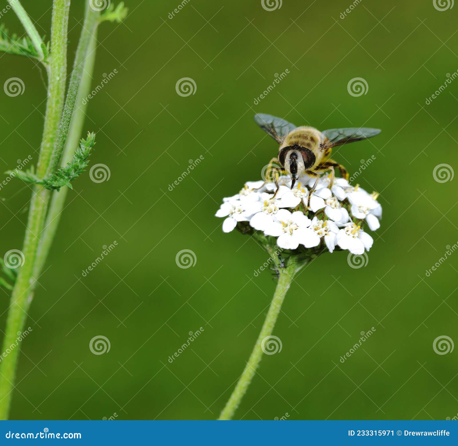 Sunbathing Dronefly stock image. Image of summer, hymenoptera - 233315971