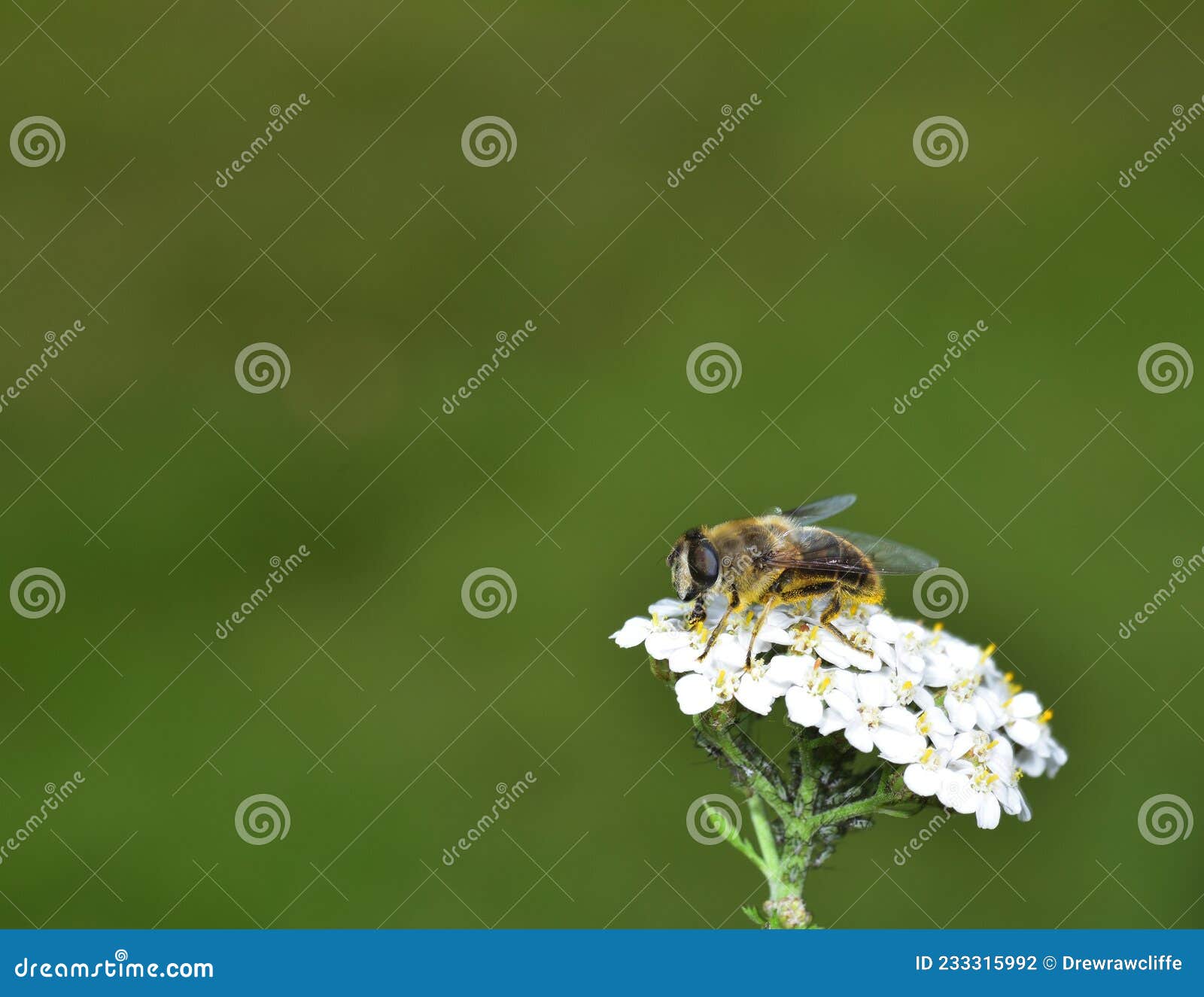 Sunbathing Dronefly stock photo. Image of busy, negtar - 233315992