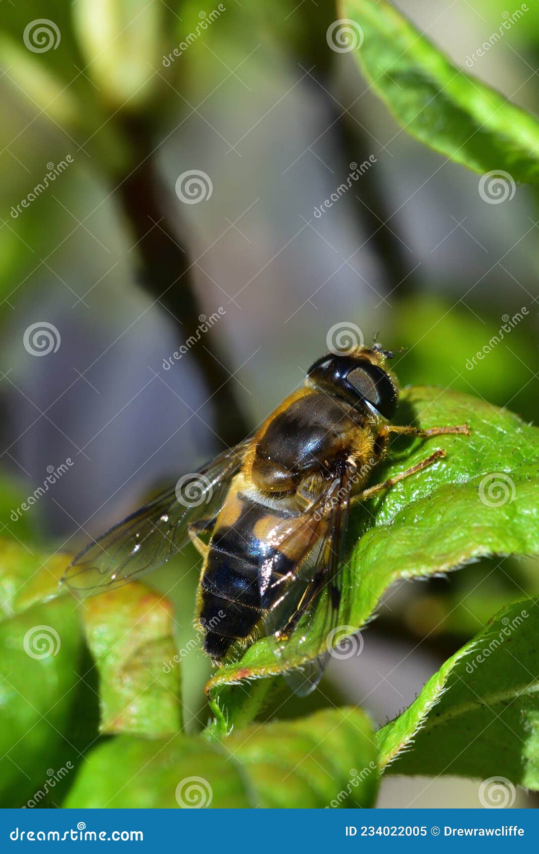 Sunbathing Dronefly stock image. Image of pascuorum - 234022005