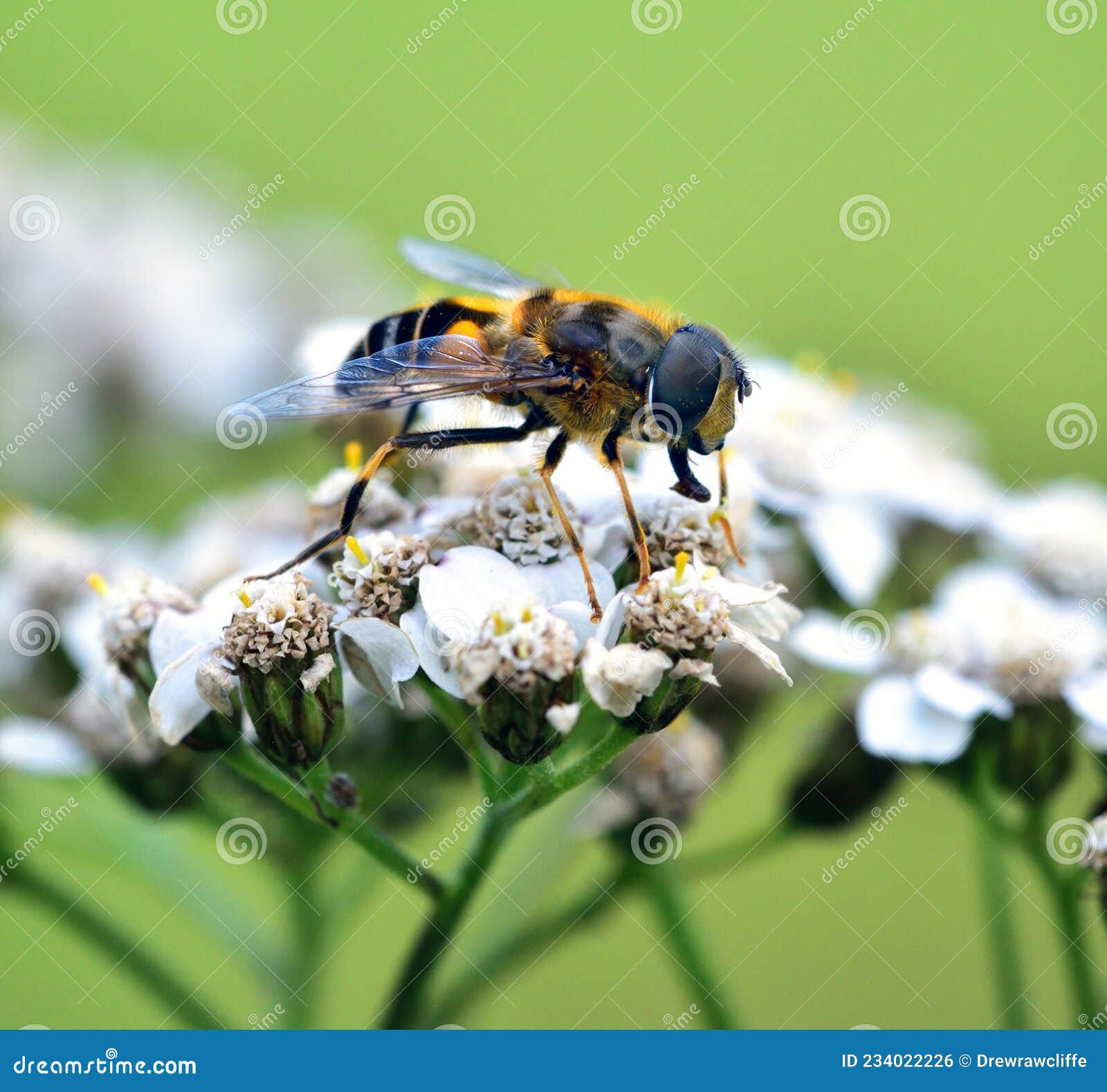 Sunbathing Dronefly stock photo. Image of dronefly, pascuorum - 234022226