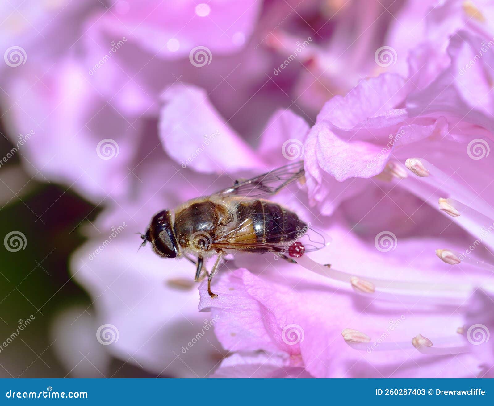 Sunbathing Dronefly stock image. Image of summer, basil - 260287403