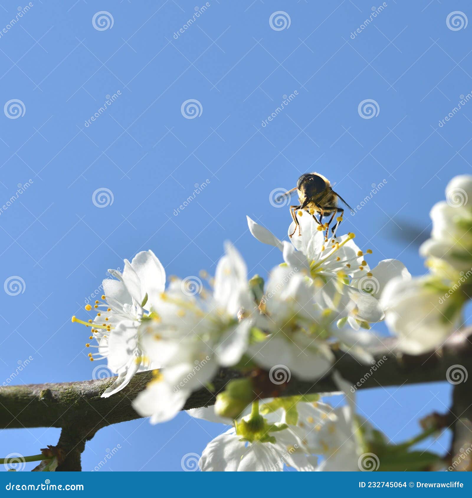 Sunbathing Dronefly stock photo. Image of hymenoptera - 232745064