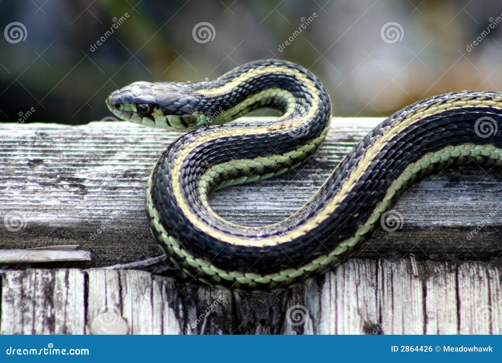 Sunbathing Garter snake stock photo. Image of wood, reptile - 2864426