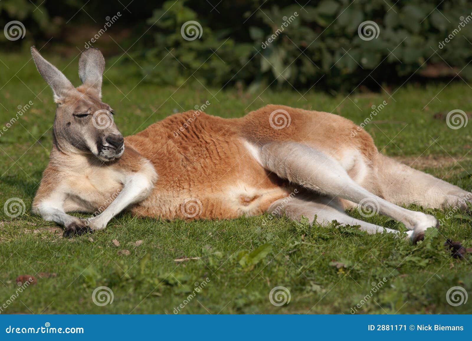 Sunbathing Kangaroo stock image. Image of sunbathing, mammal - 2881171