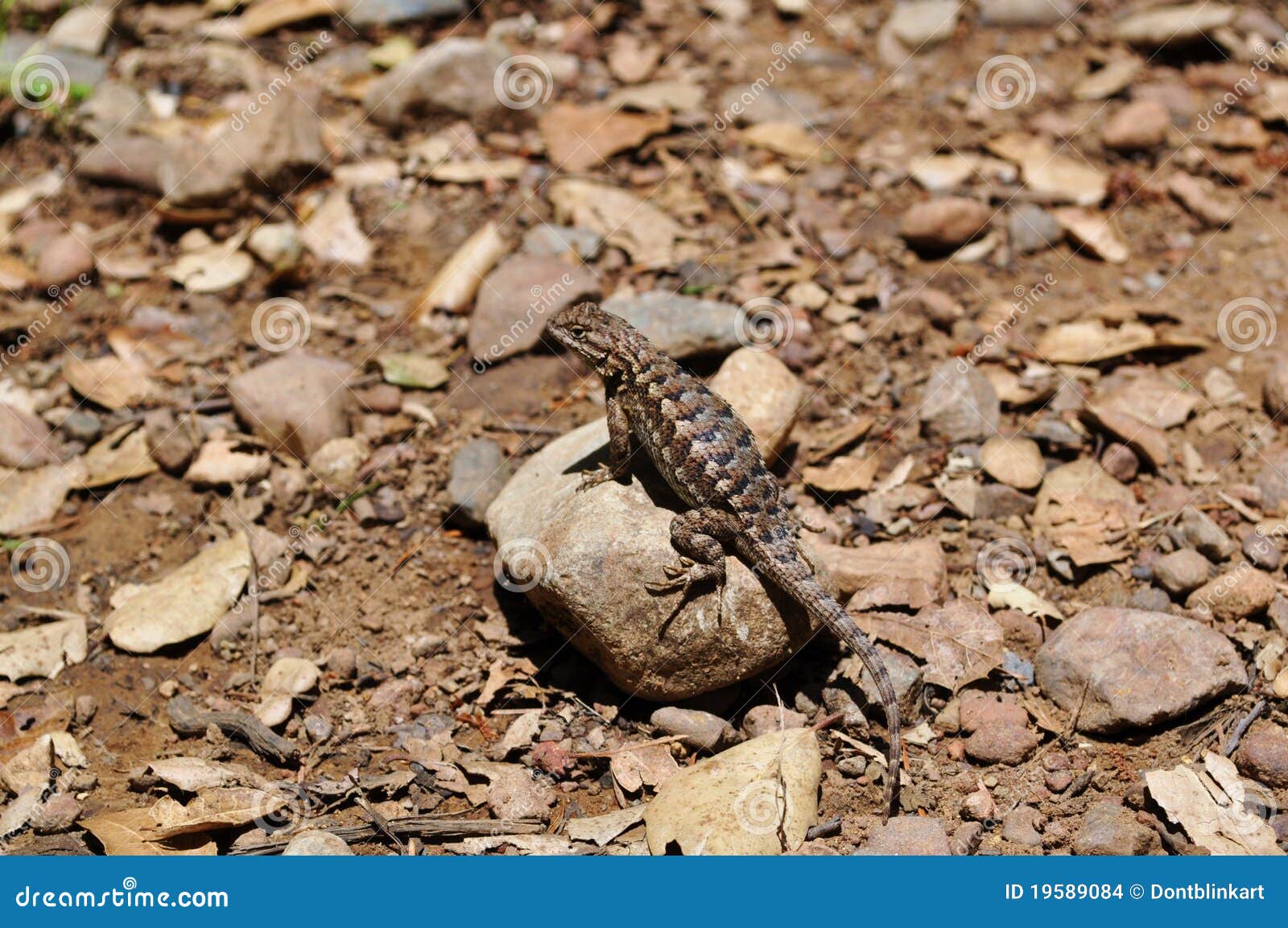 Sunbathing lizard stock photo. Image of dirt, rocks, sunbathing - 19589084