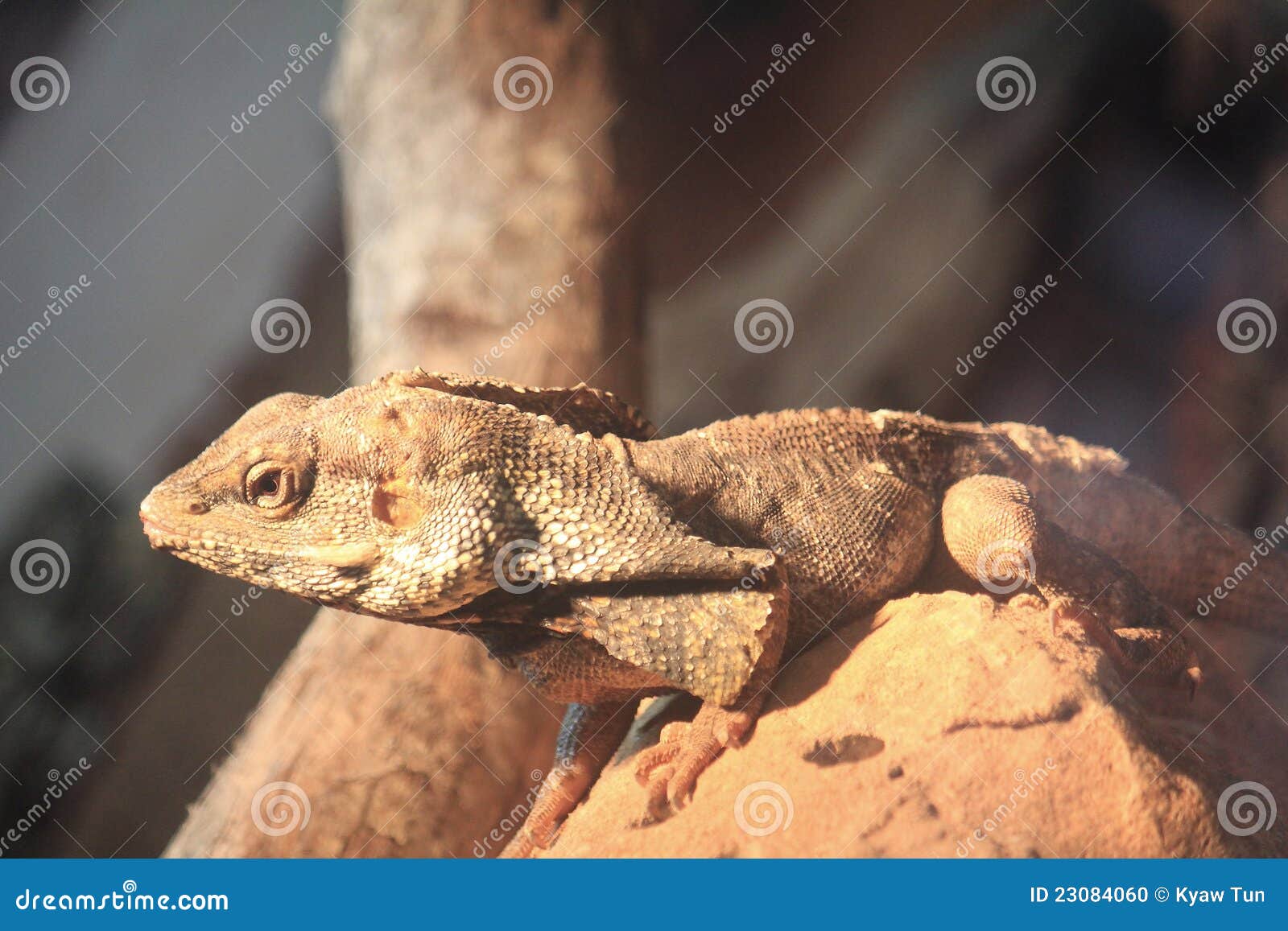 Sunbathing lizard stock photo. Image of wild, lizard - 23084060