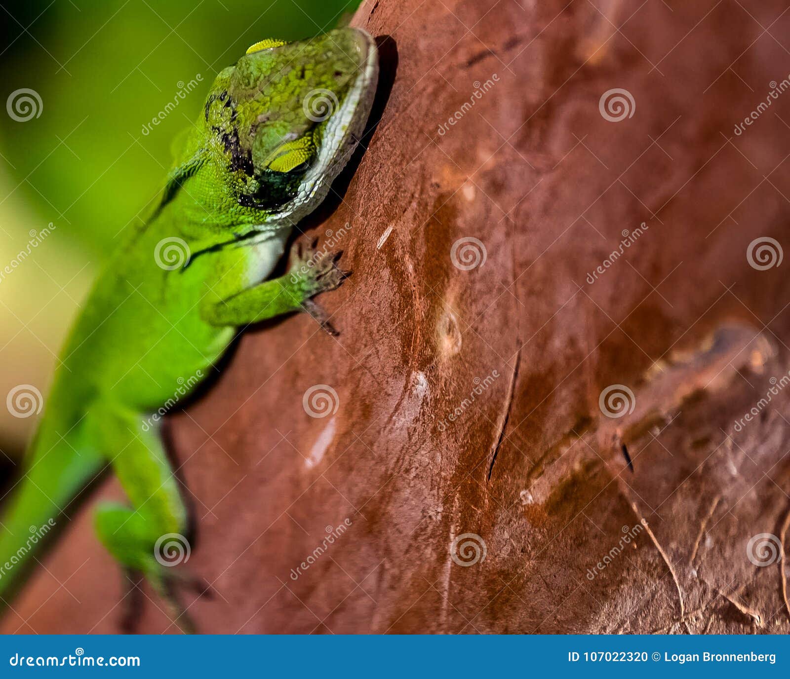 Sunbathing lizard stock photo. Image of sunbathing, close - 107022320