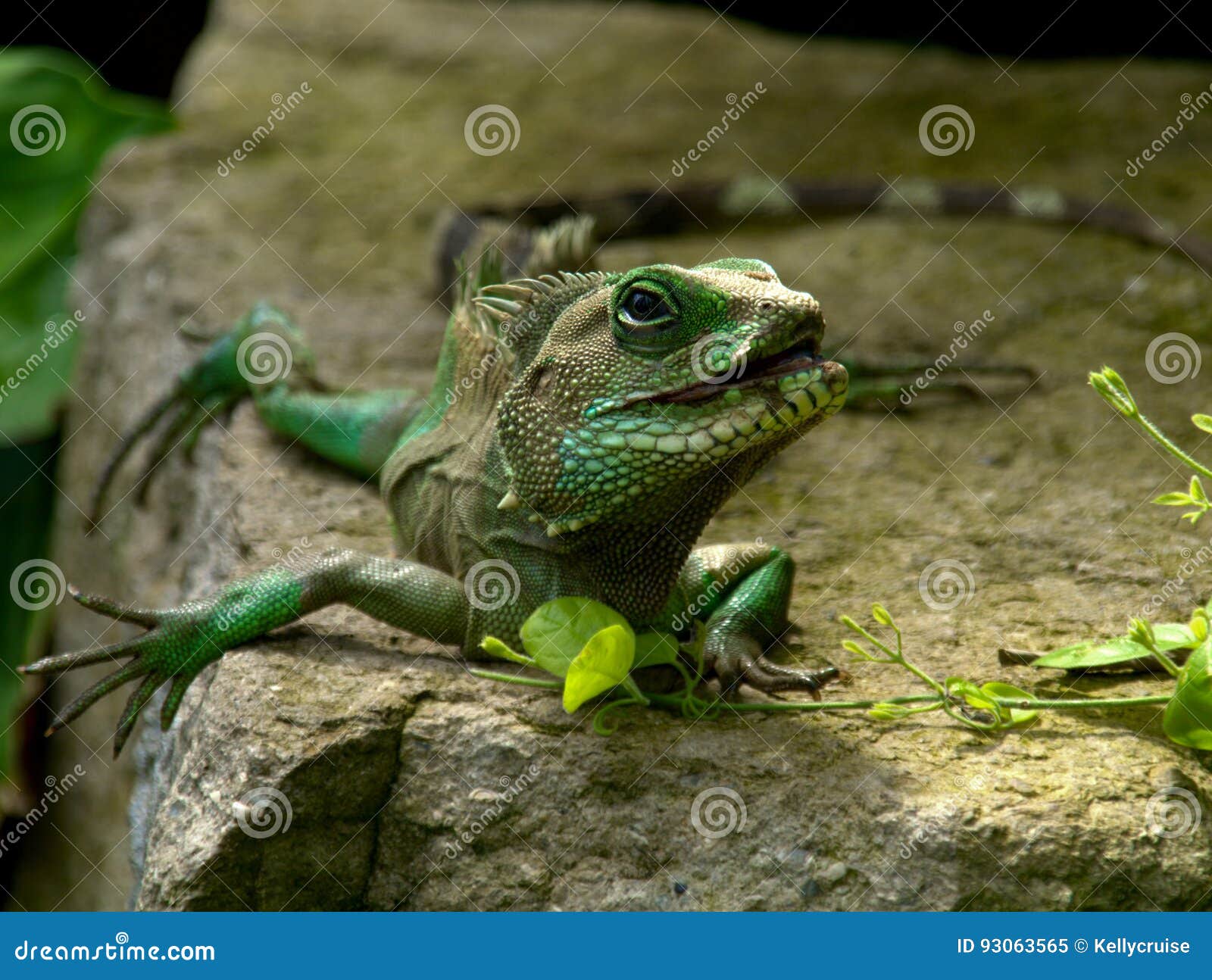 Sunbathing Lizard stock image. Image of solarium, sunbathing - 93063565