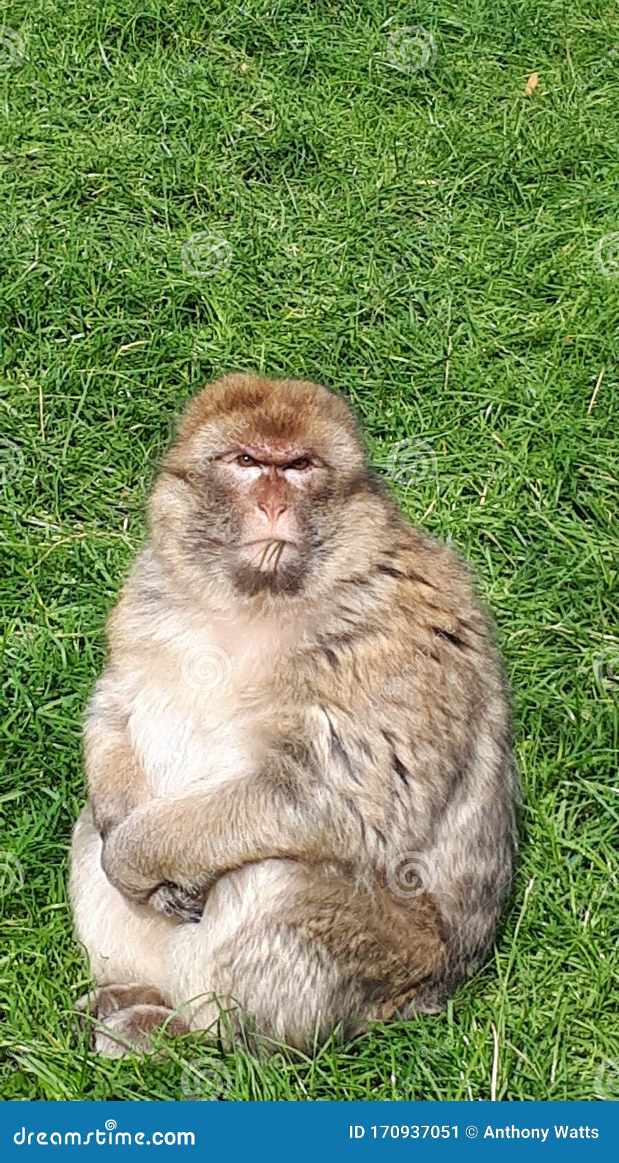 Sunbathing monkey stock image. Image of relaxed, monkey - 170937051