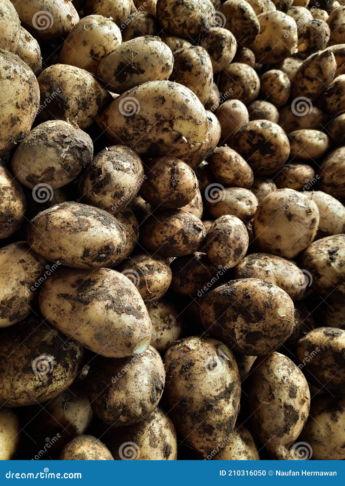 Sunbathing potato stock photo. Image of herb, flower - 210316050