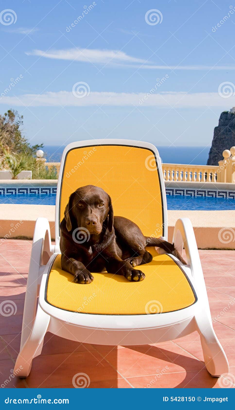 Sunbathing Puppy stock photo. Image of vacation, sunbath - 5428150
