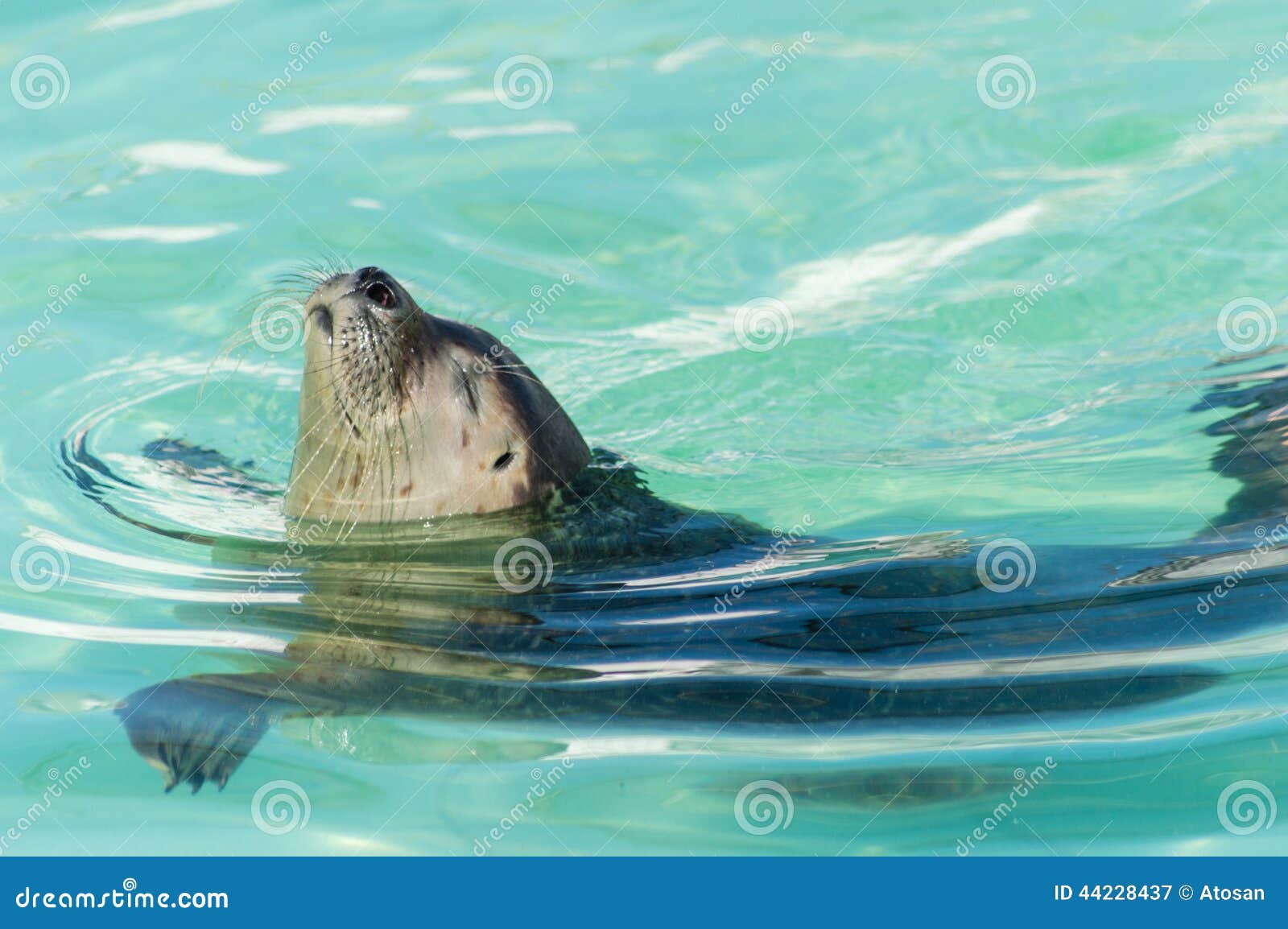 Sunbathing Seal stock image. Image of lion, fish, horizontal - 44228437