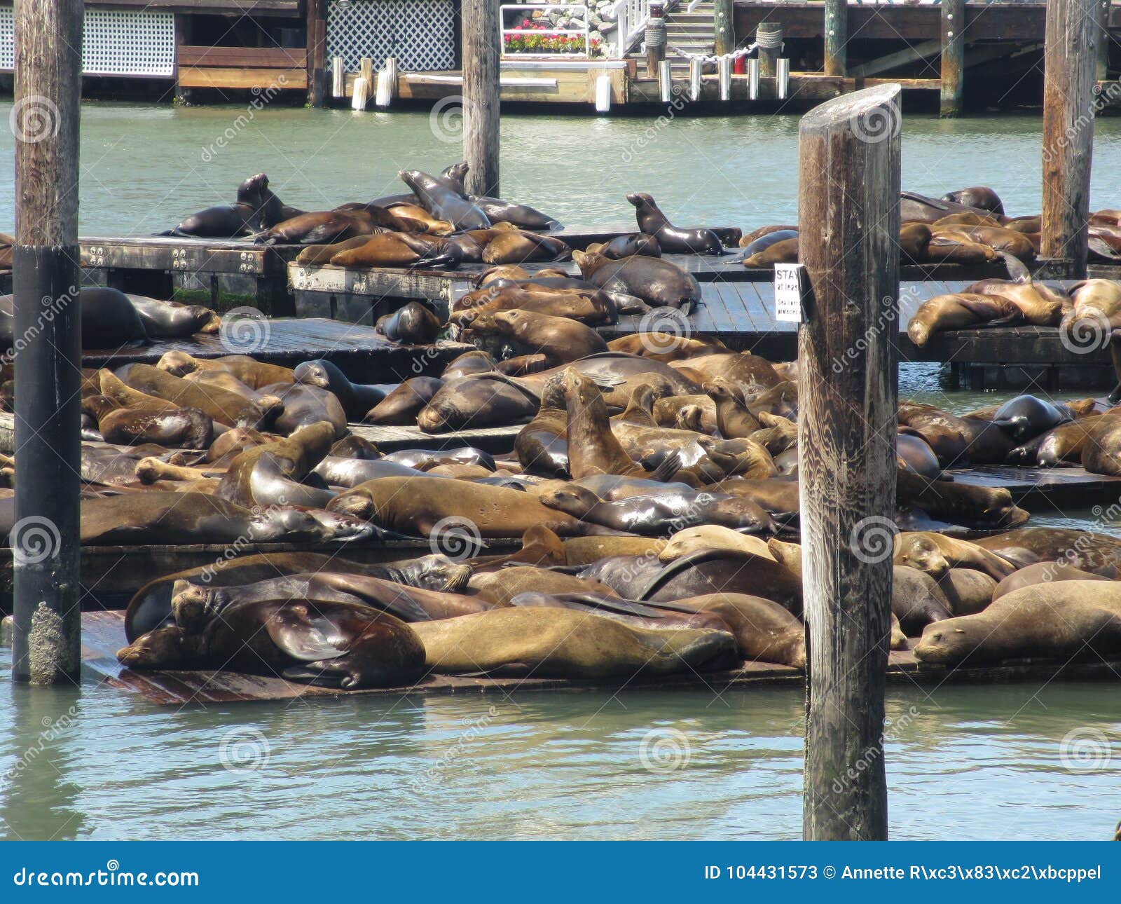 Sunbathing Seals on Pier 39 in San Francisco, USA Stock Image - Image ...