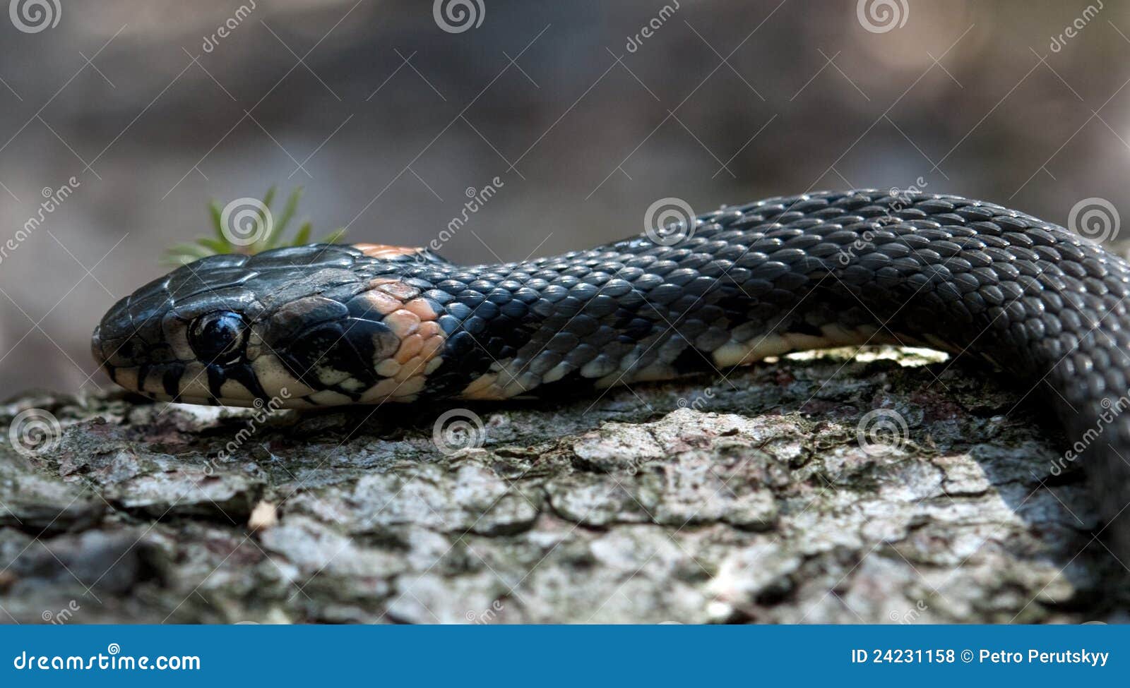 Sunbathing snake stock photo. Image of menace, macro - 24231158