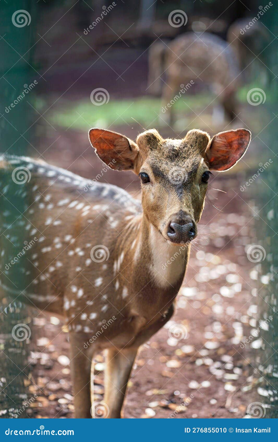 Sunbathing spotted deer stock photo. Image of wild, spotted - 276855010