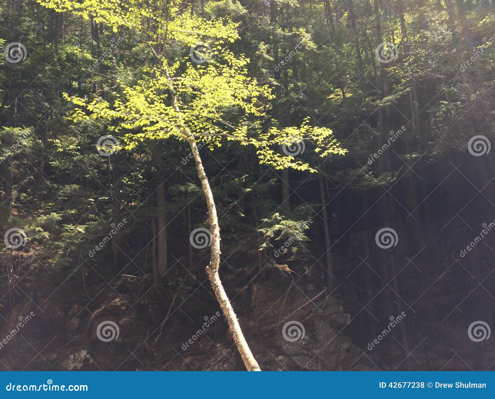 Sunbathing Tree stock photo. Image of forest, silent - 42677238