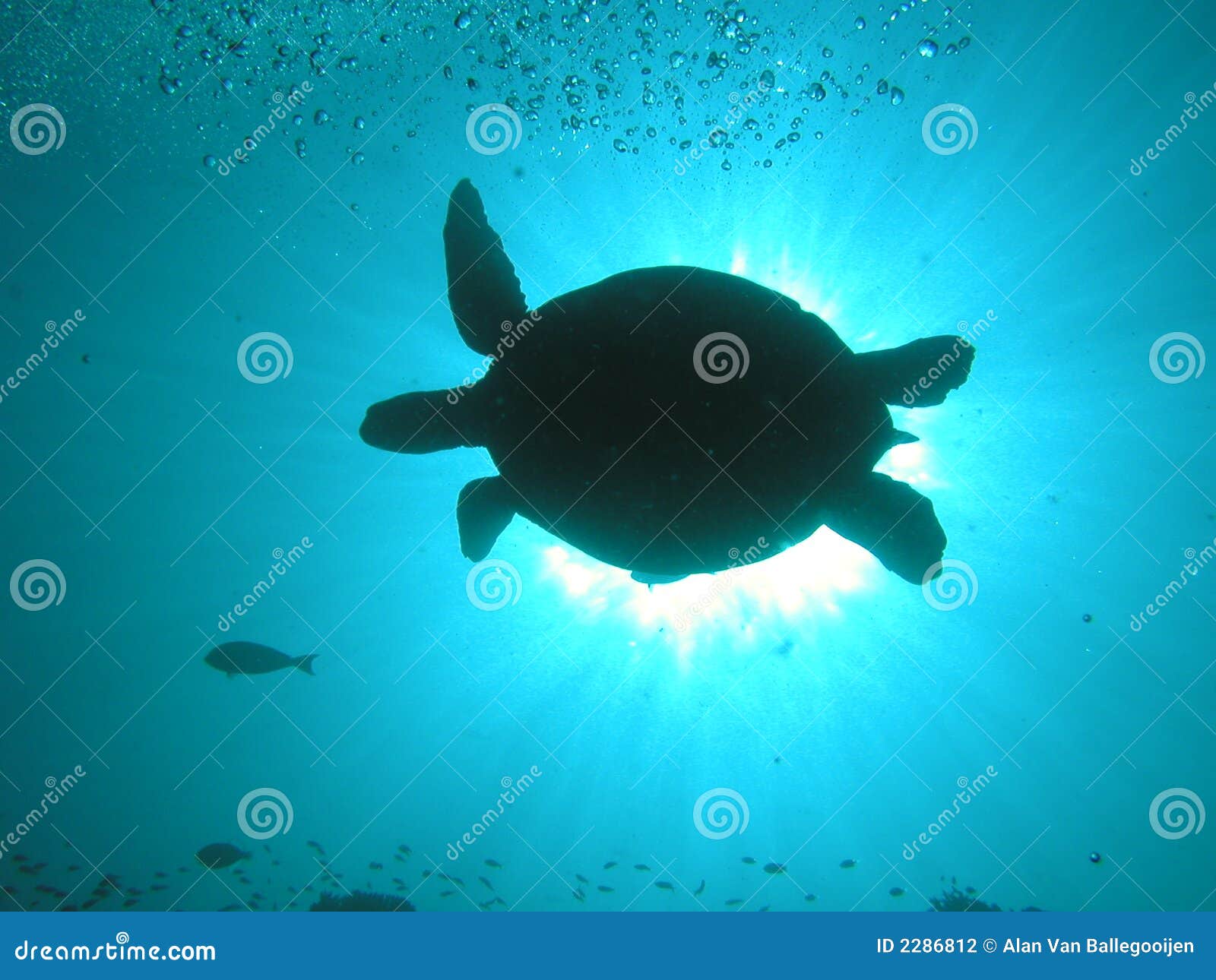 Sunbathing Turtle stock photo. Image of water, turtle - 2286812