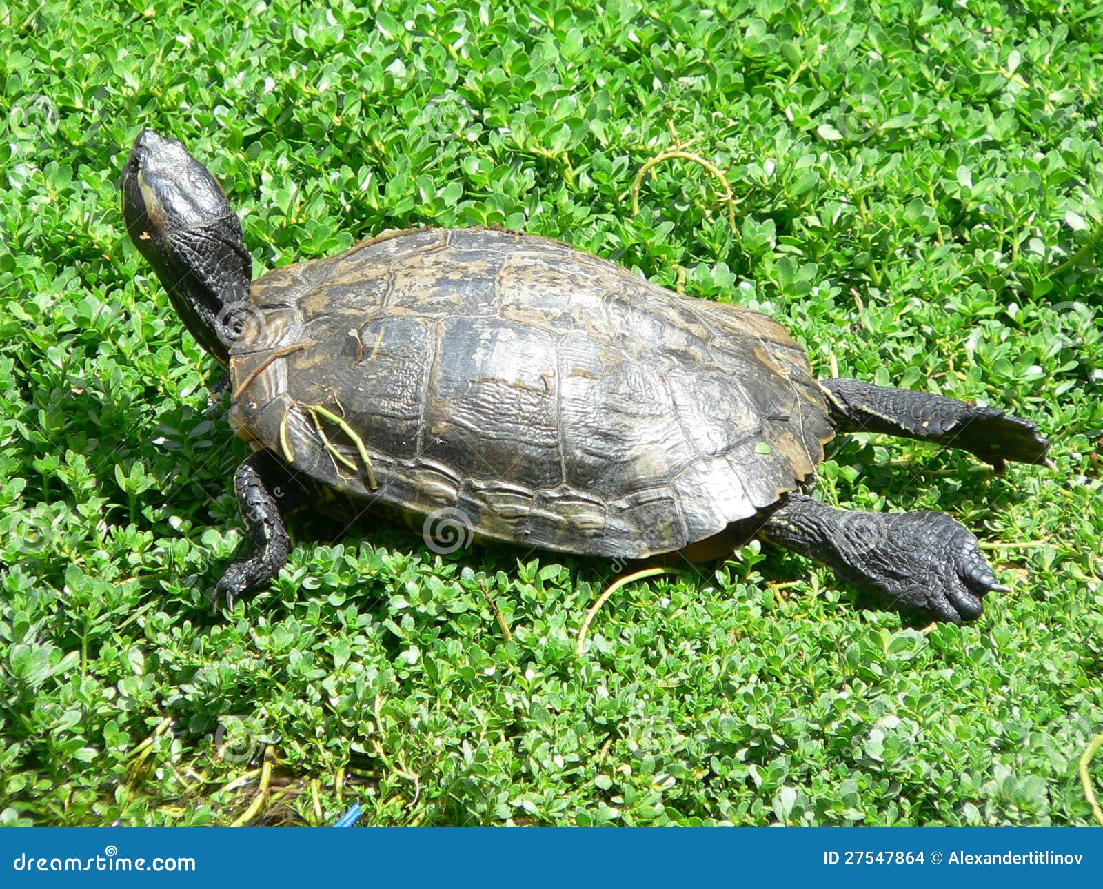 Sunbathing turtle stock photo. Image of animal, nature - 27547864