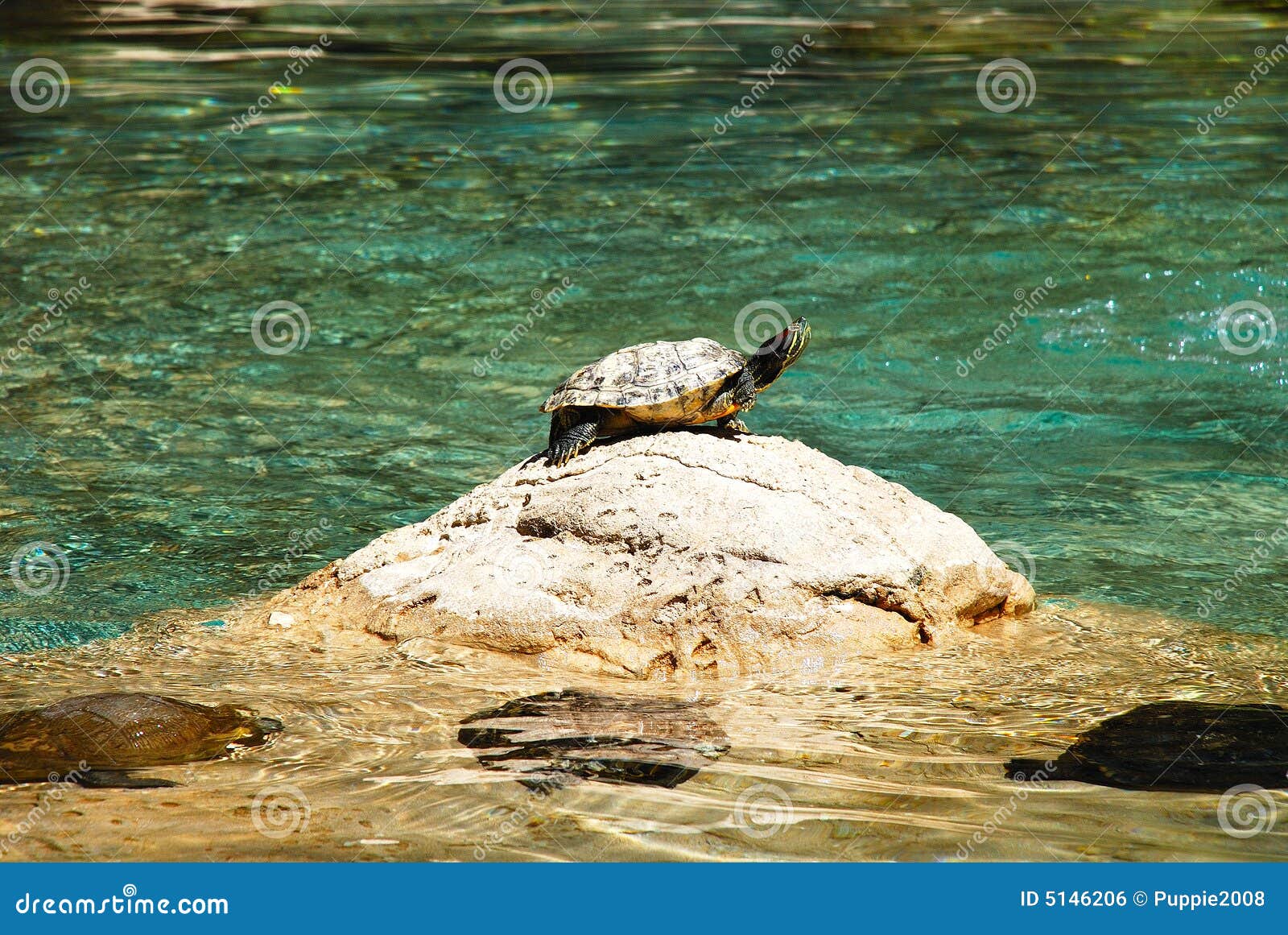 Sunbathing Turtle and Friends Stock Photo - Image of quiet, cute: 5146206