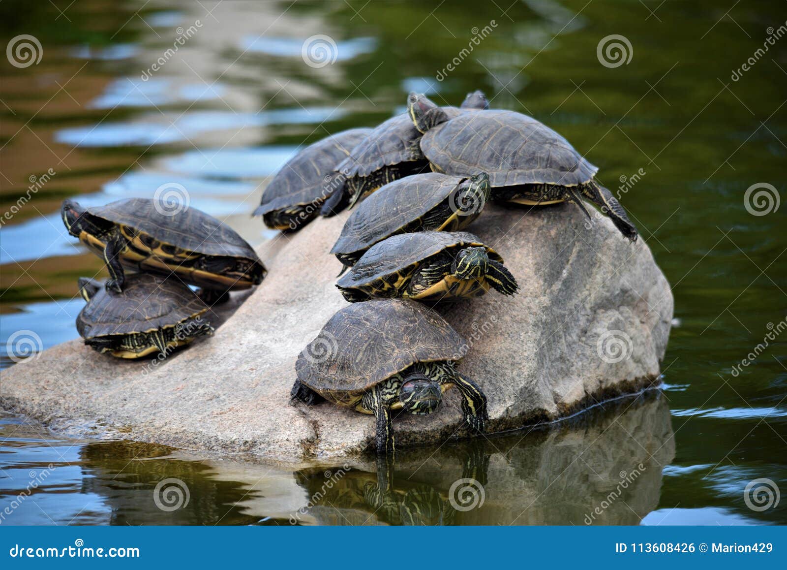 Sunbathing turtles stock photo. Image of sunbathe, fauna - 113608426