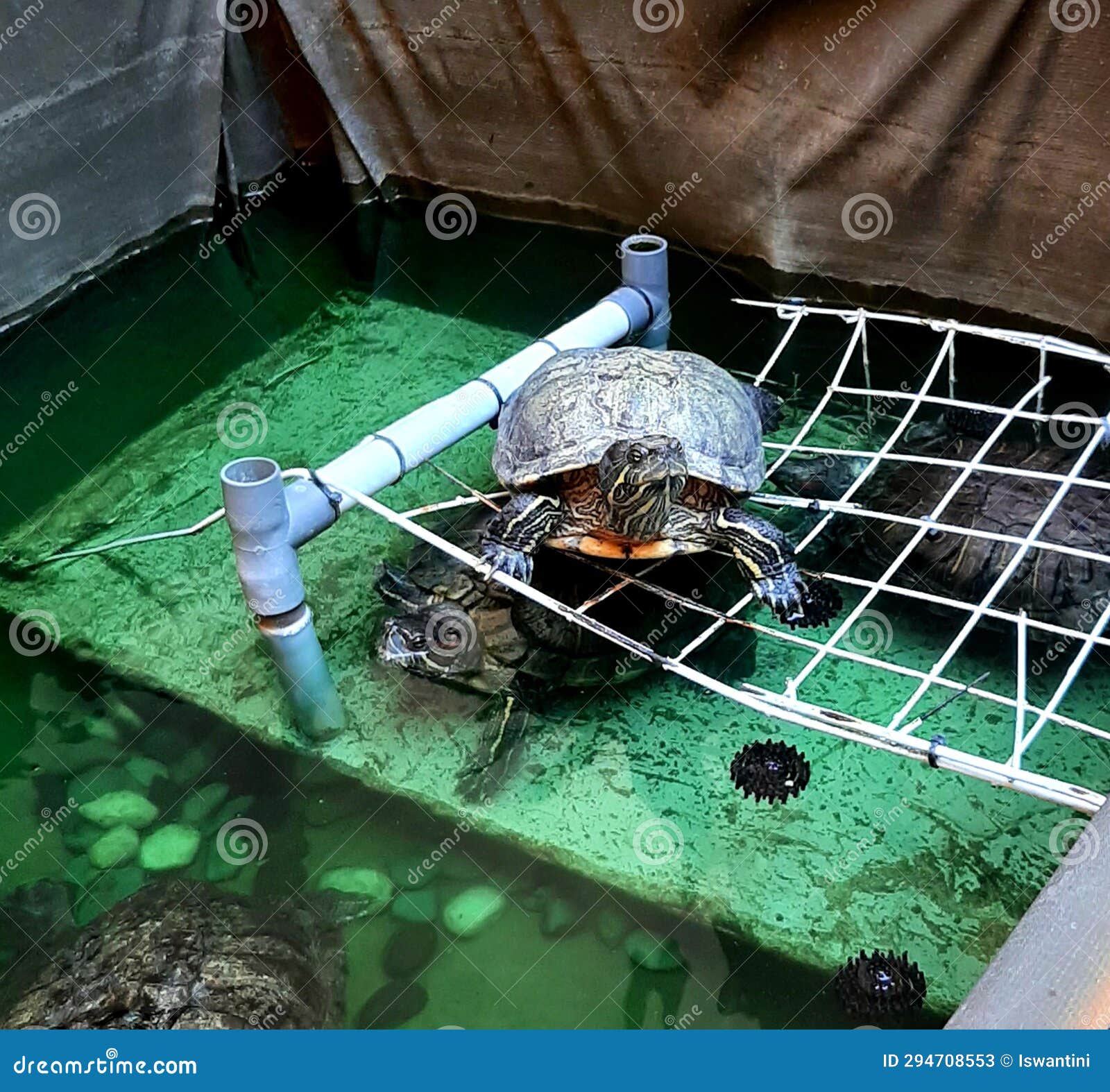 Sunbathing turtles stock image. Image of turtles, sunbathing - 294708553