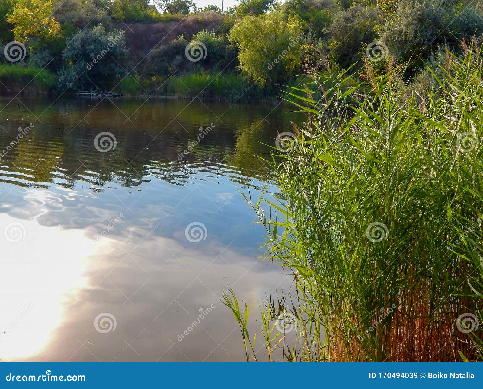 Sunbathing in the Water on a Summer Day on the River Stock Image ...