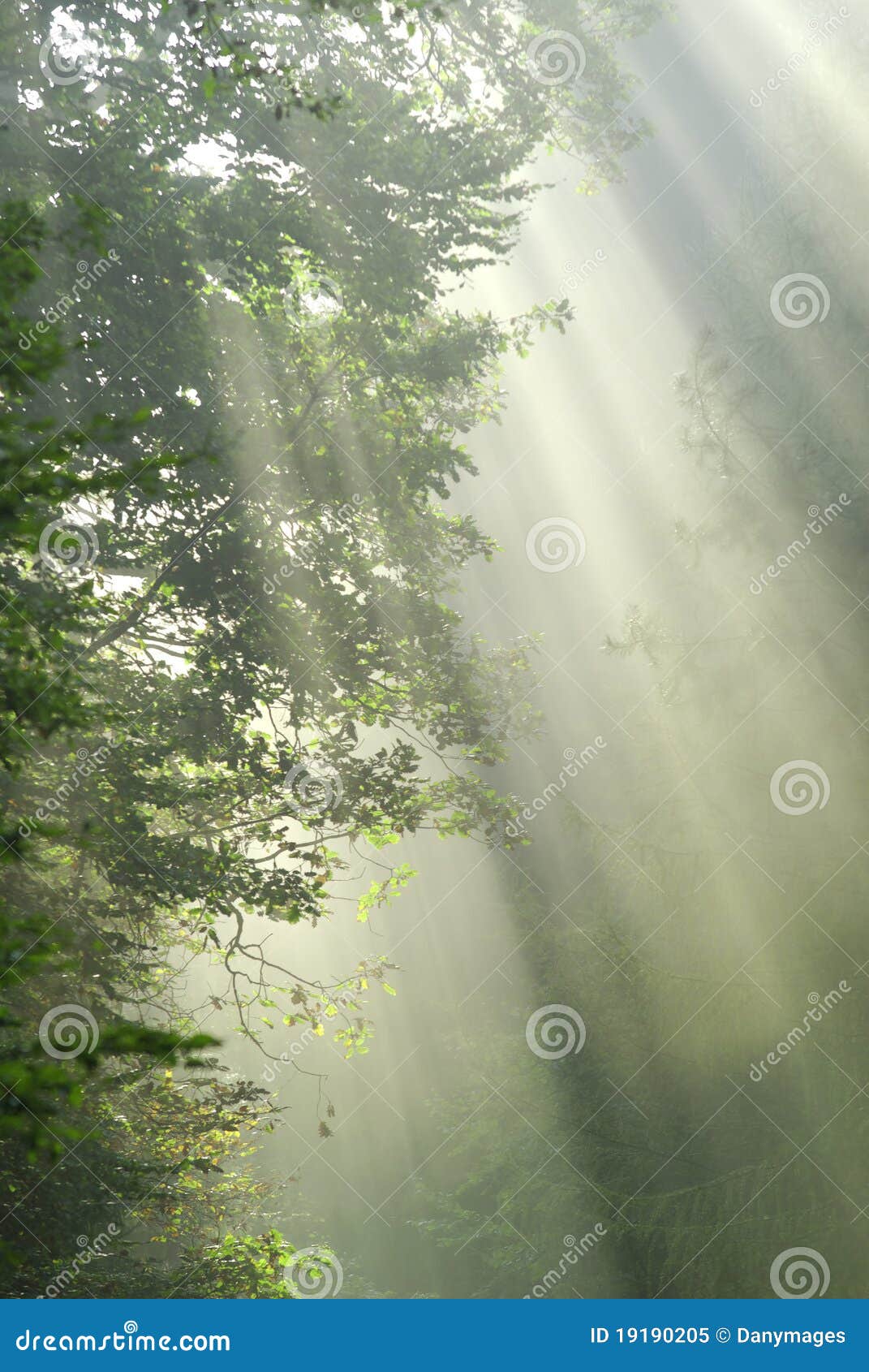 Sunbeam stock image. Image of woodland, rays, nature - 19190205