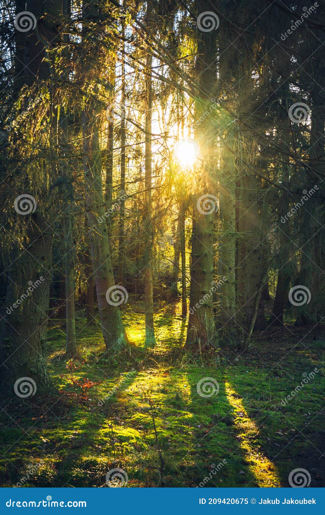 Sunbeam Coming through the Forest at Sunset Stock Image - Image of ...